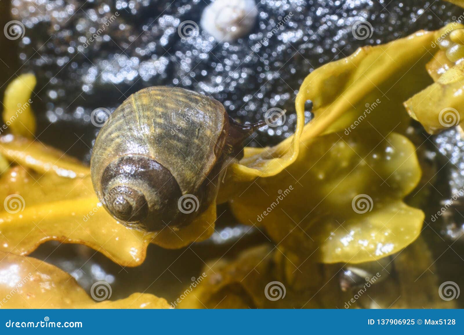 Gasteropodi Del Mare Sulle Alghe a Bassa Marea Macro Immagine Stock ...