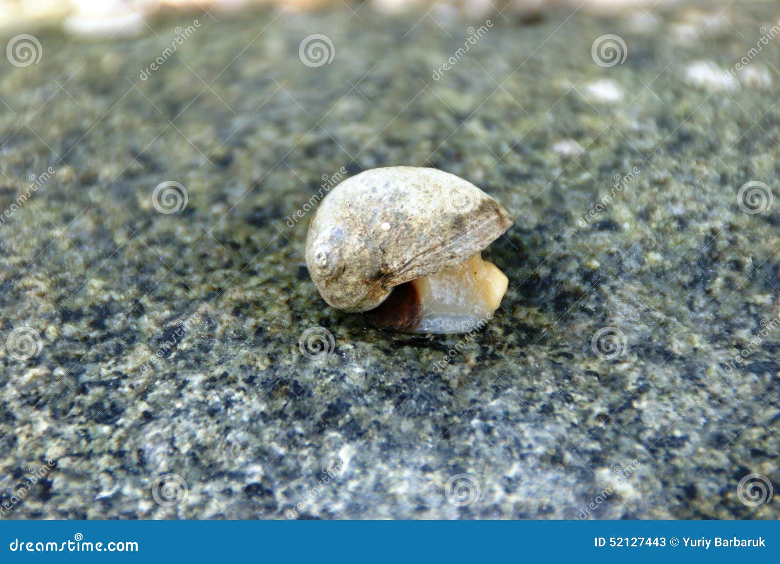 Gasteropodi, molluschi immagine stock. Immagine di lumaca - 52127443