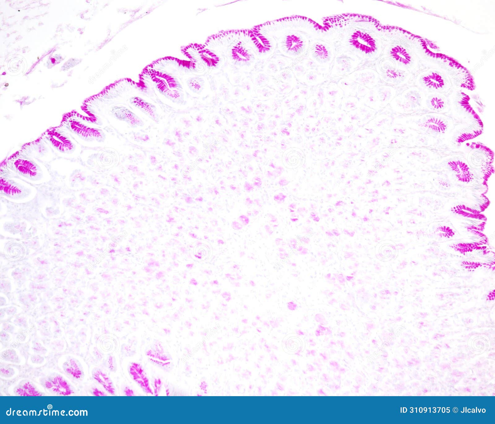 Gastric mucosa. PAS method stock image. Image of columnar - 310913705