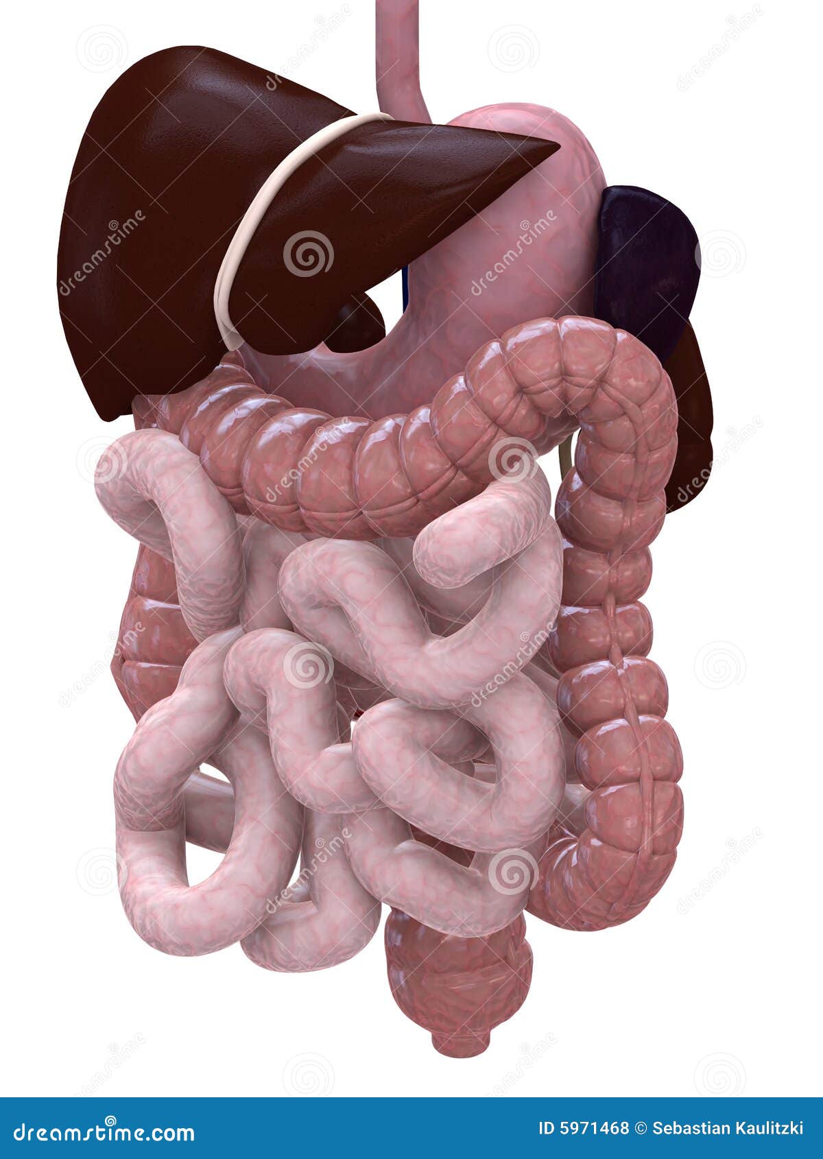 Gastric system stock illustration. Illustration of science - 5971468