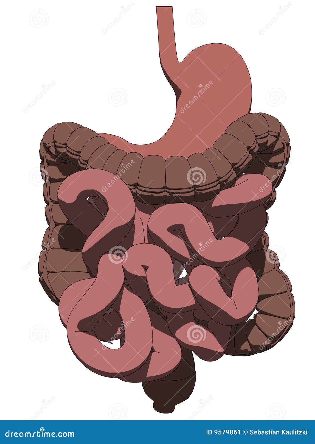 Gastric system stock vector. Illustration of physical - 9579861