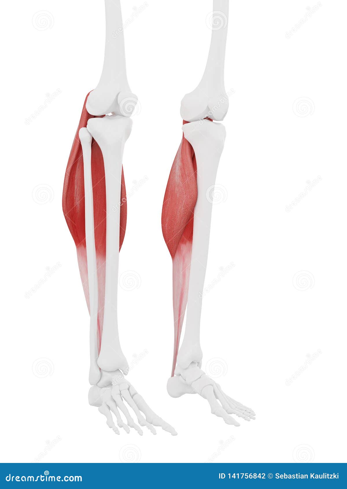 The Gastrocnemius stock illustration. Illustration of healthy - 141756842