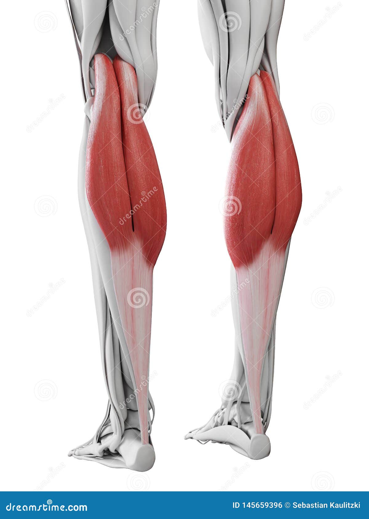 The gastrocnemius stock illustration. Illustration of anatomically ...