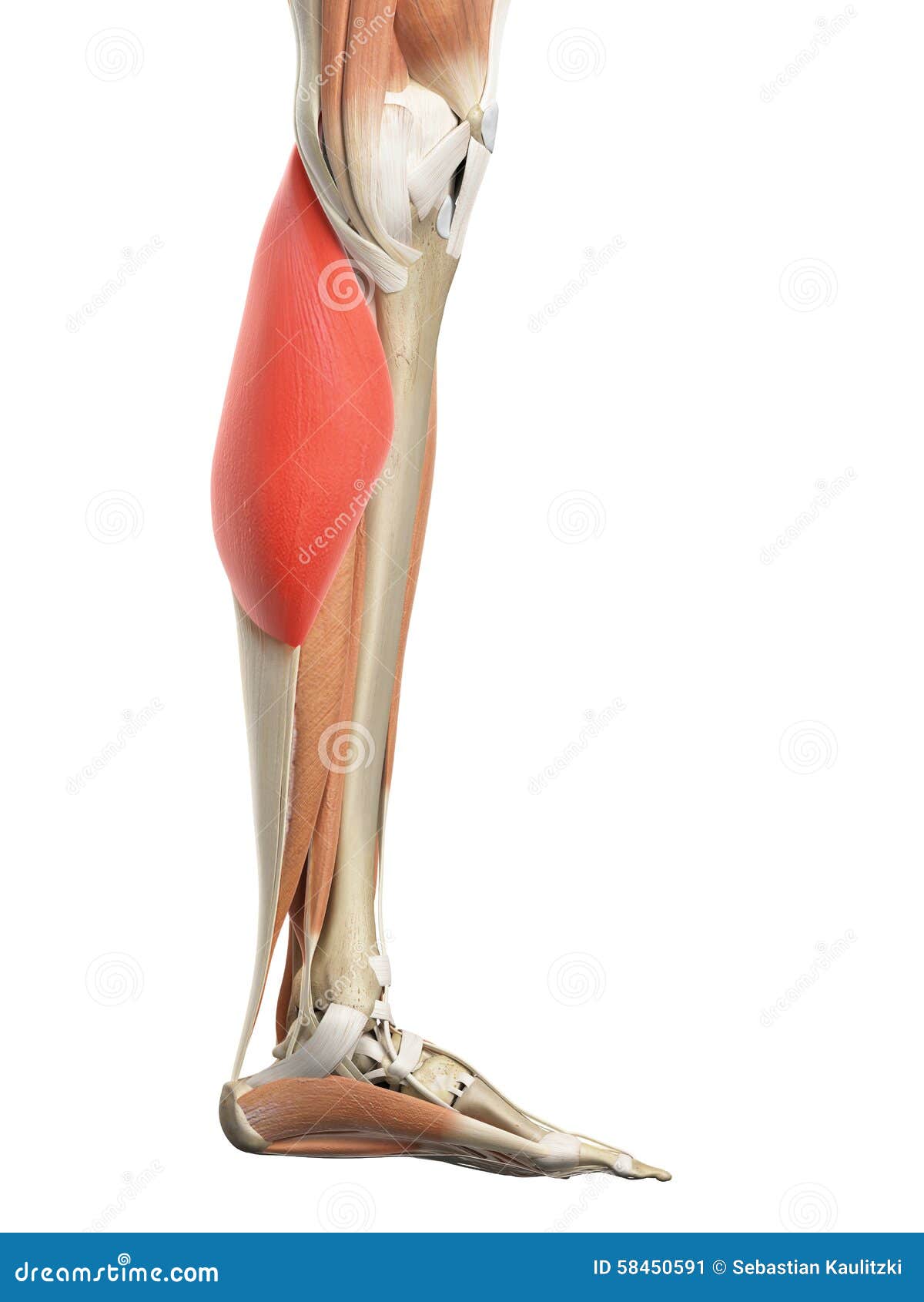 The Gastrocnemius Medial Head Stock Illustration - Illustration of ...