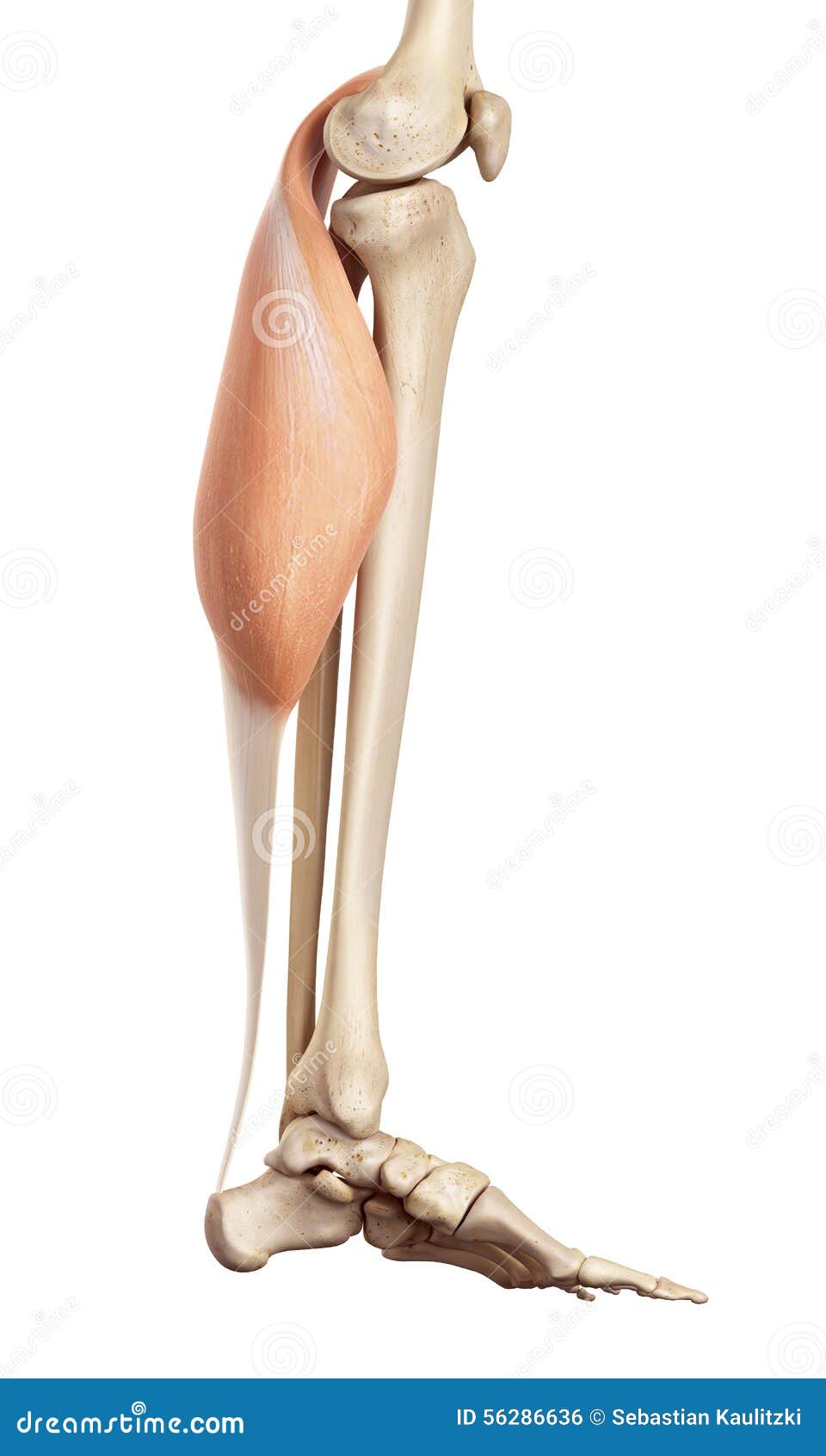 The gastrocnemius stock illustration. Illustration of musculature ...