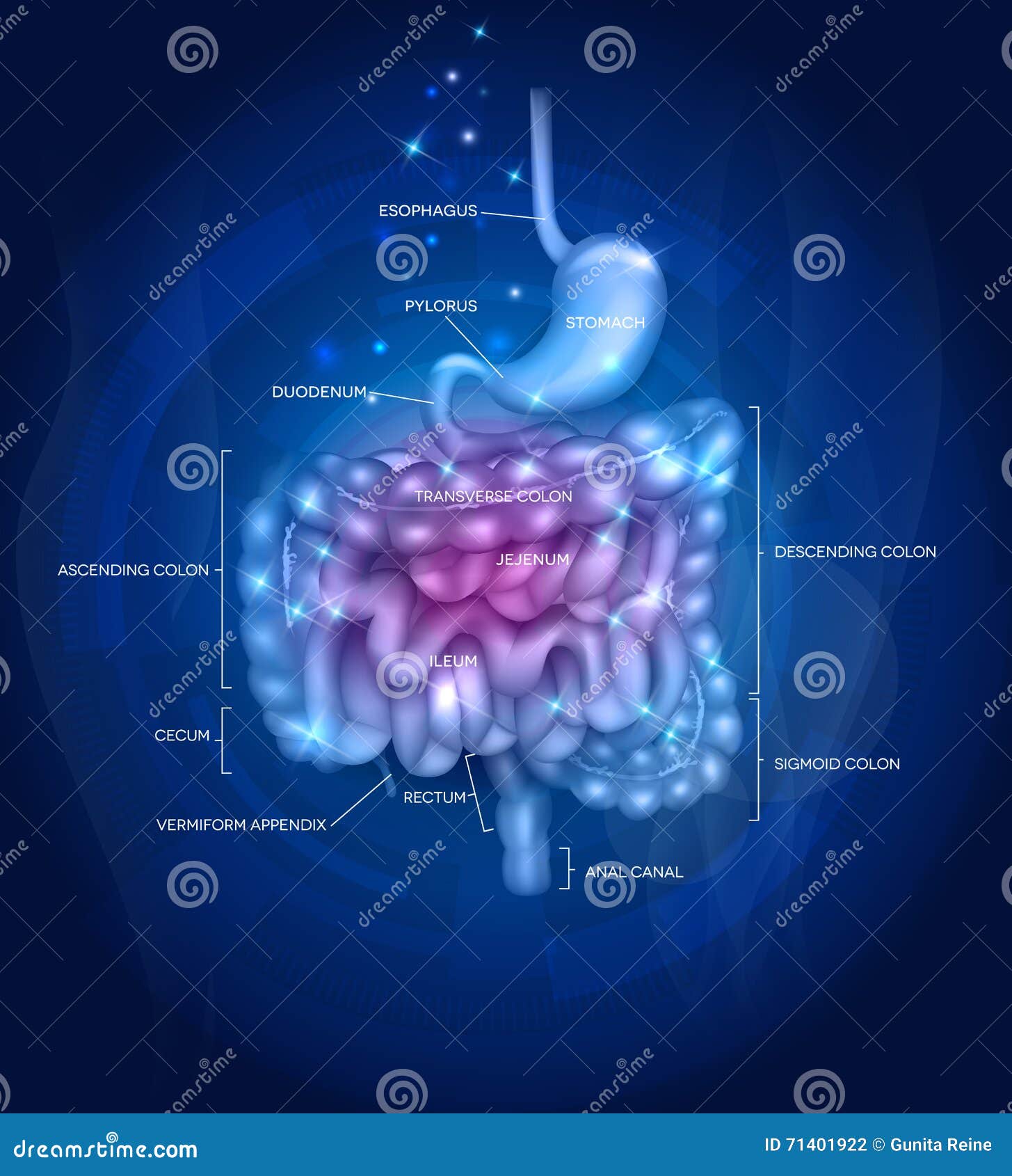 Gastrointestinal Tract Abstract Design Stock Vector Illustration Of