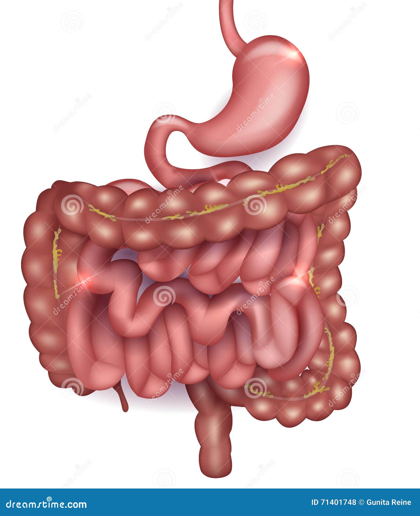 Gastrointestinalt system vektor illustrationer. Illustration av info ...