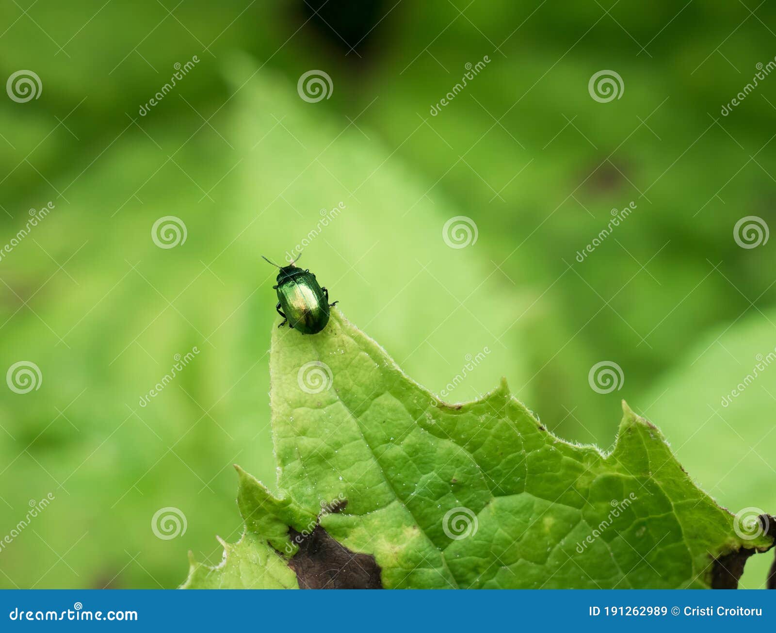 Beetle On The Leaf Royalty-Free Stock Photography | CartoonDealer.com ...