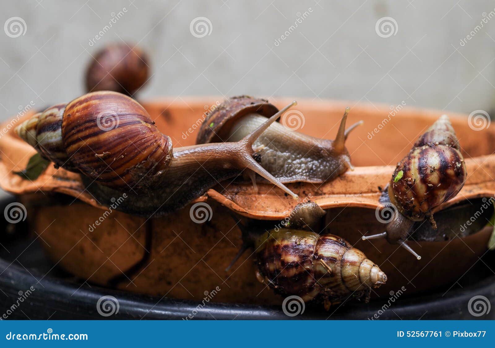 Gastropod stock image. Image of snail, spiral, slow, motion - 52567761