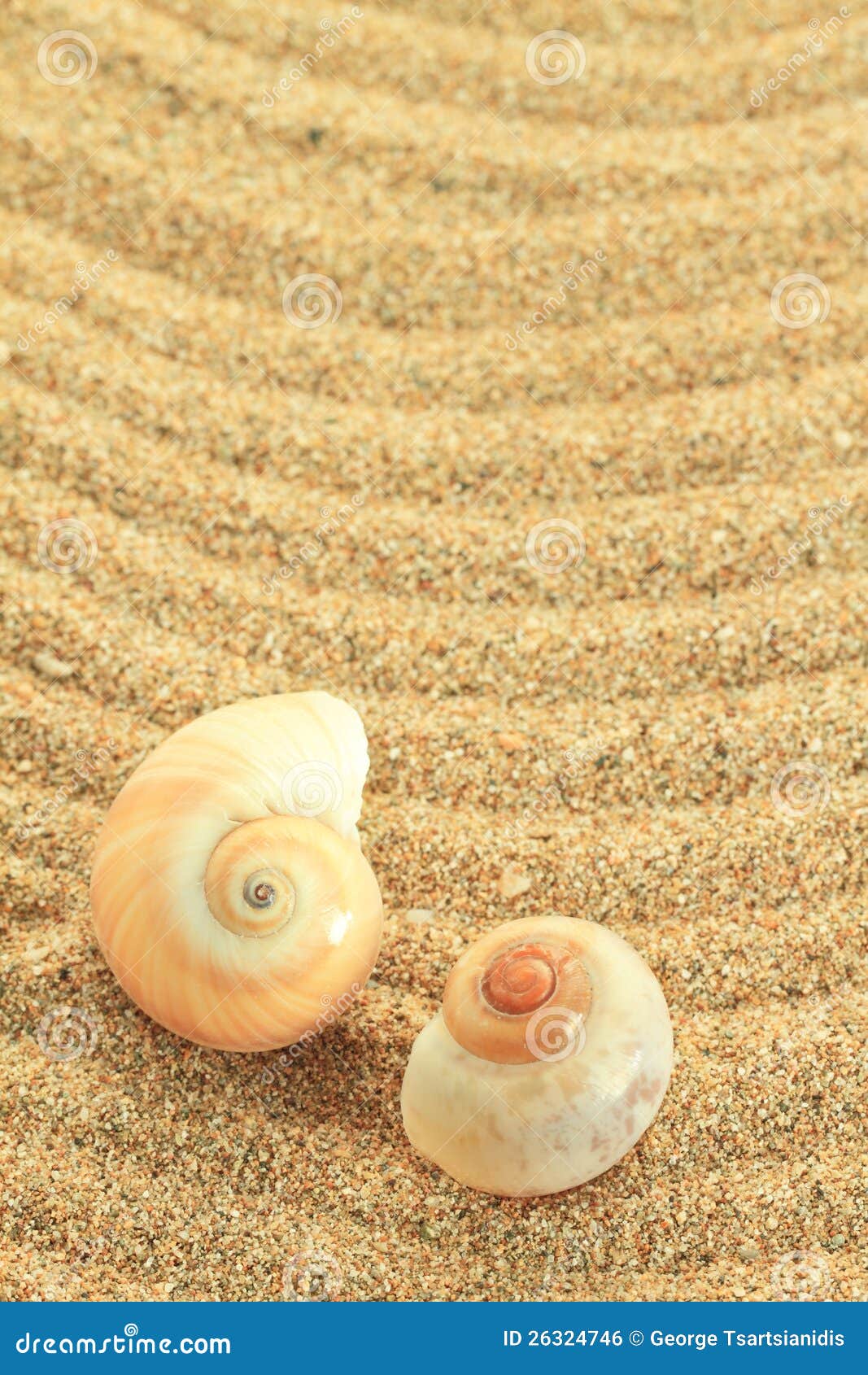 Gastropod shell stock photo. Image of sand, beauty, coastal - 26324746