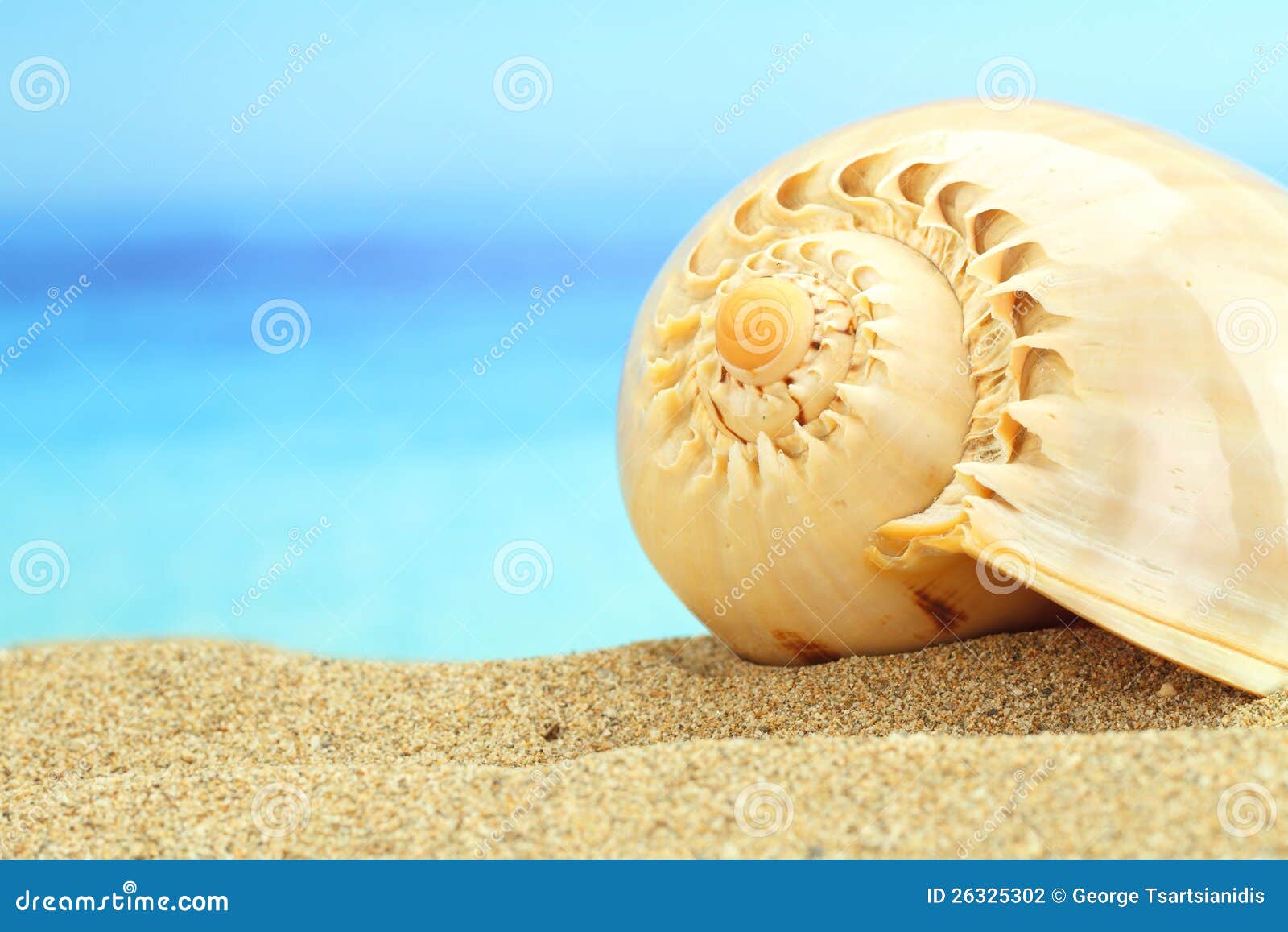 Gastropod shell stock photo. Image of animal, cockleshell - 26325302