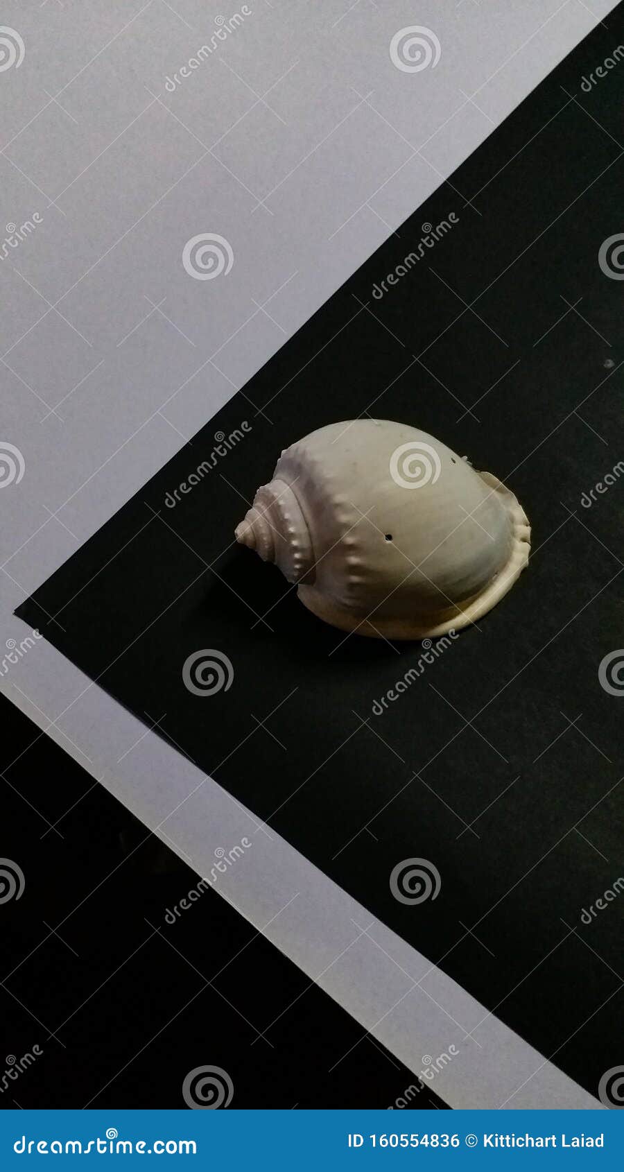 Gastropod shell stock photo. Image of beauty, abstract - 160554836