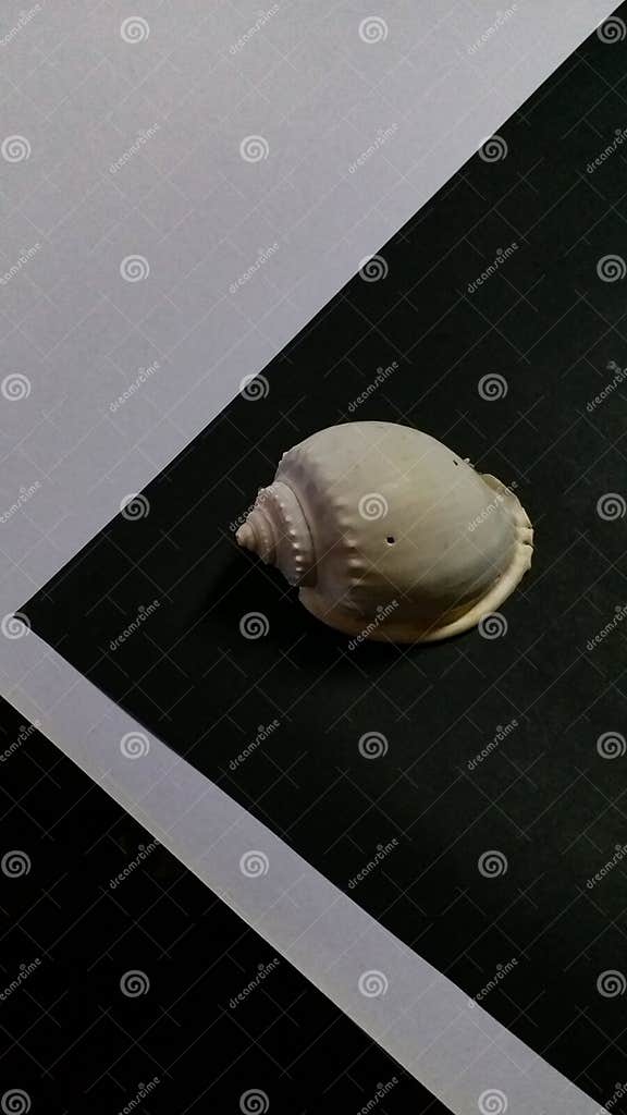 Gastropod shell stock photo. Image of beauty, abstract - 160554836