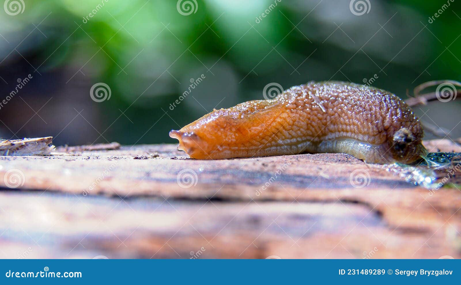 The Gastropod Slug Moves Along a Horizontal Surface. Stock Image ...