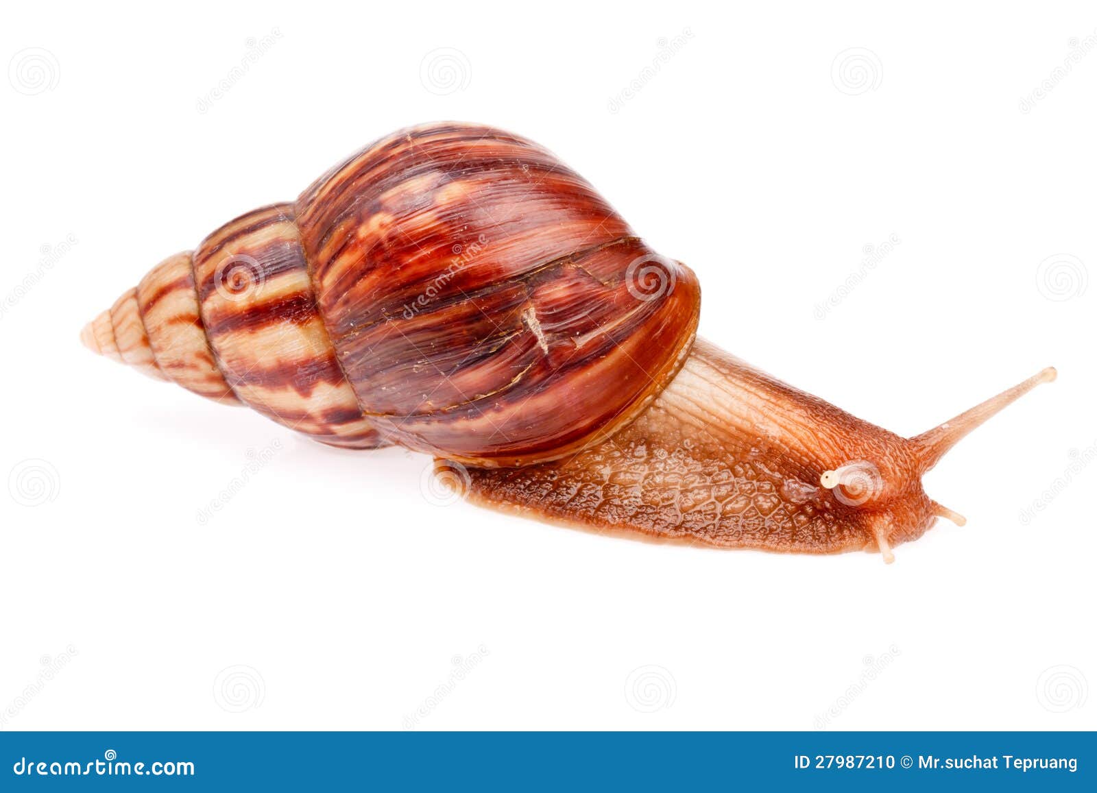Gastropod Snail in Isolated on White Stock Photo - Image of animal ...