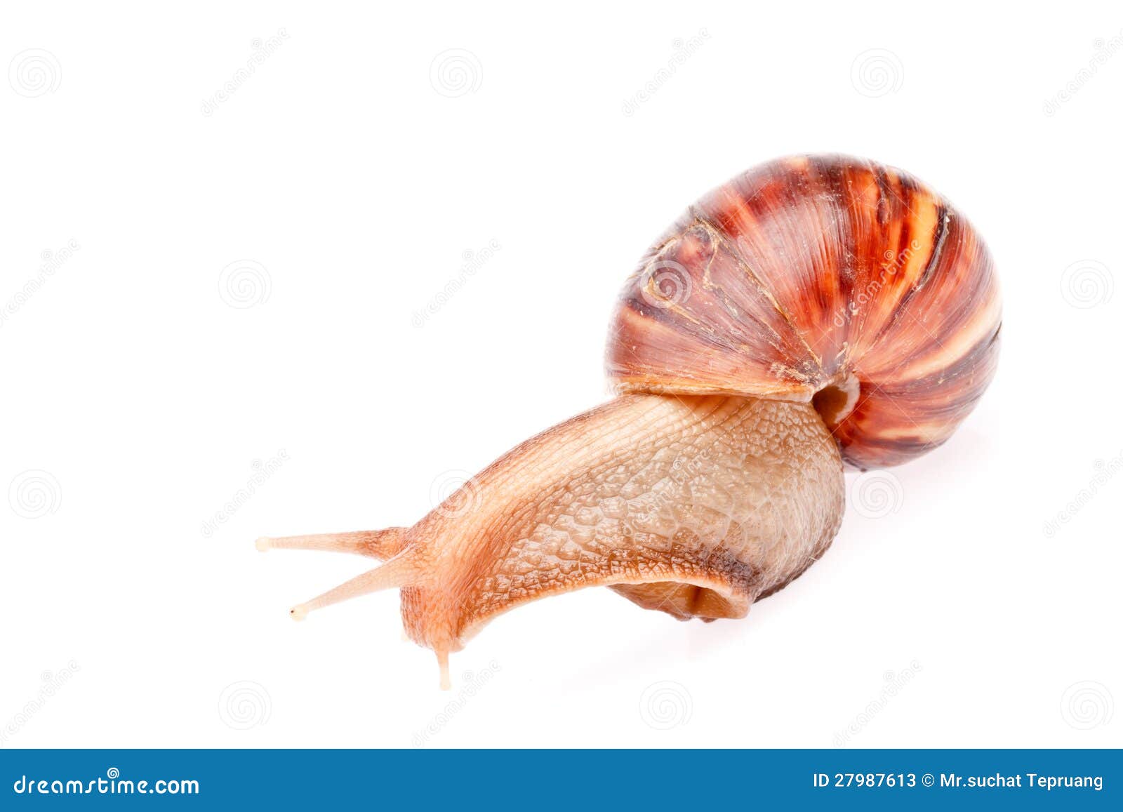 Gastropod Snail in Isolated on White Stock Image - Image of isolated ...