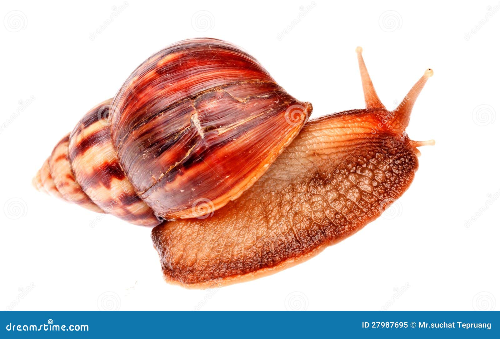 Gastropod Snail in Isolated on White Stock Image - Image of animal ...