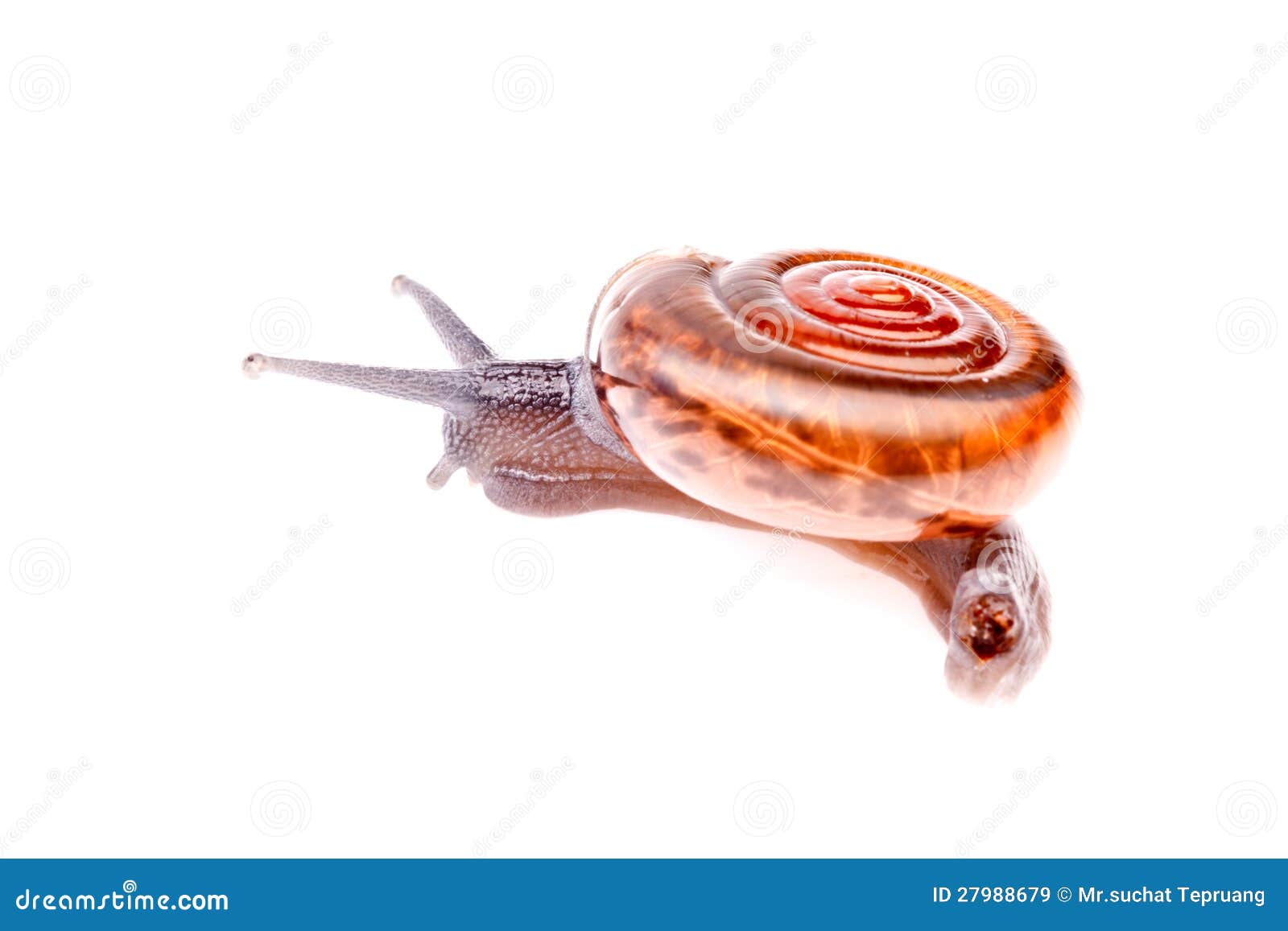 Gastropod Snail in Isolated on White Stock Image - Image of ingredients ...