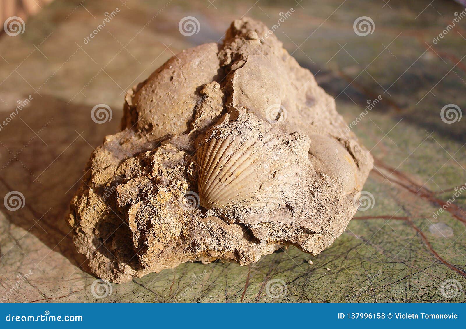 Shells From Gastropods Of Bivalve Molluscs. The Azov And Black Seas ...