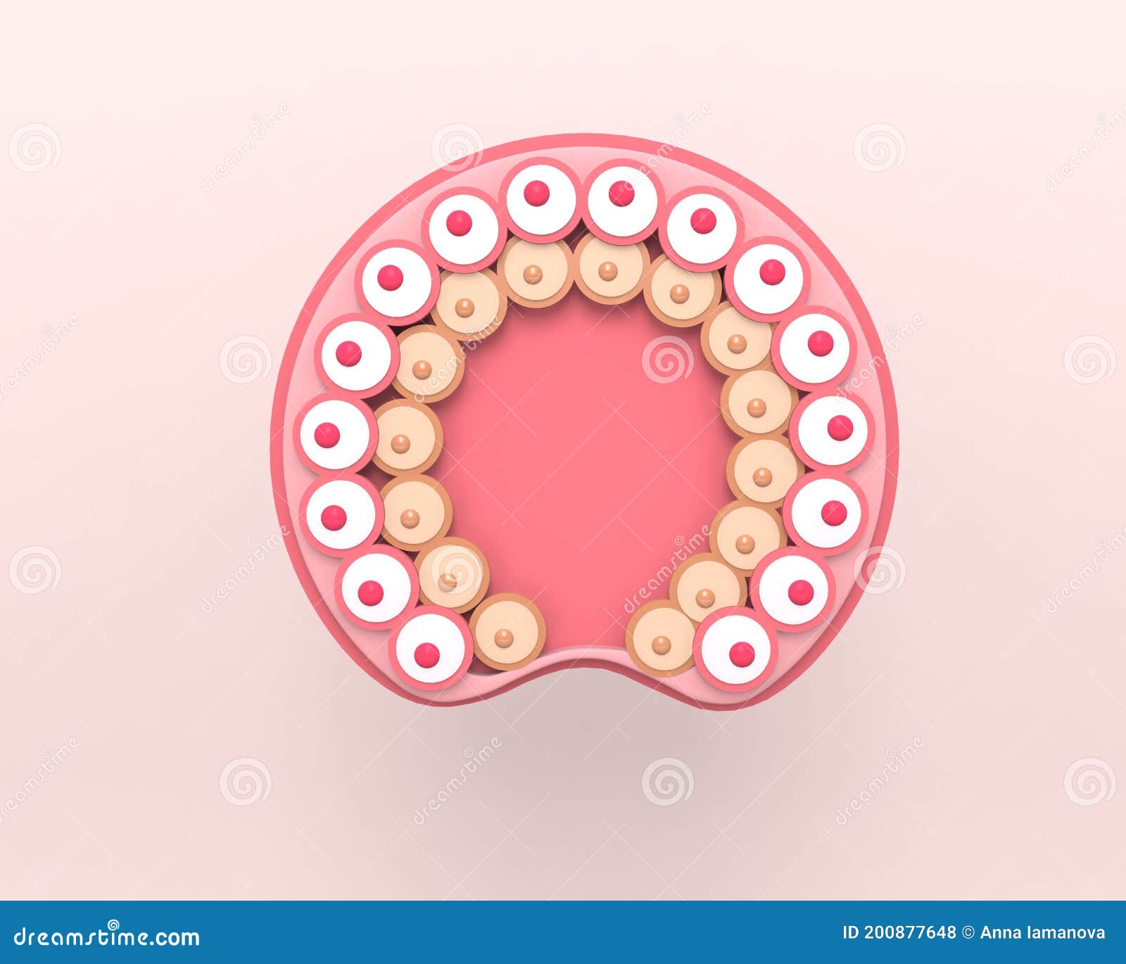 Gastrula. the Cells of Endoderm and Ectoderm Stock Illustration ...
