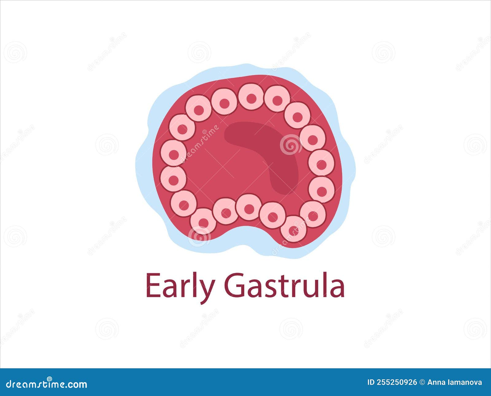 Gastrula stock vector. Illustration of child, health - 255250926