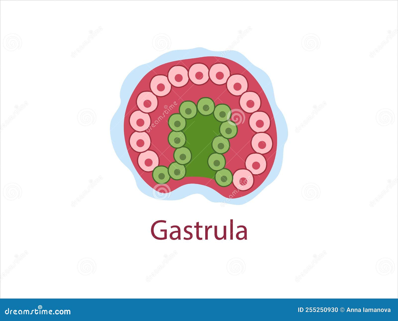 Gastrula stock vector. Illustration of cage, pregnancy - 255250930