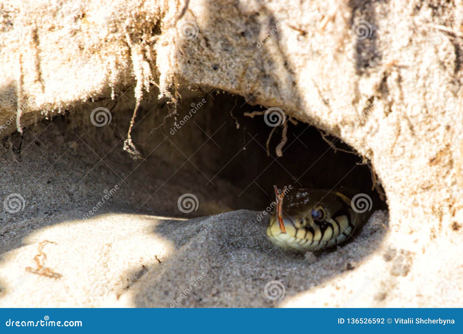 Gat in De Grond Slang - Birmaanse Molurusbivittatus Van De Pythonpython ...