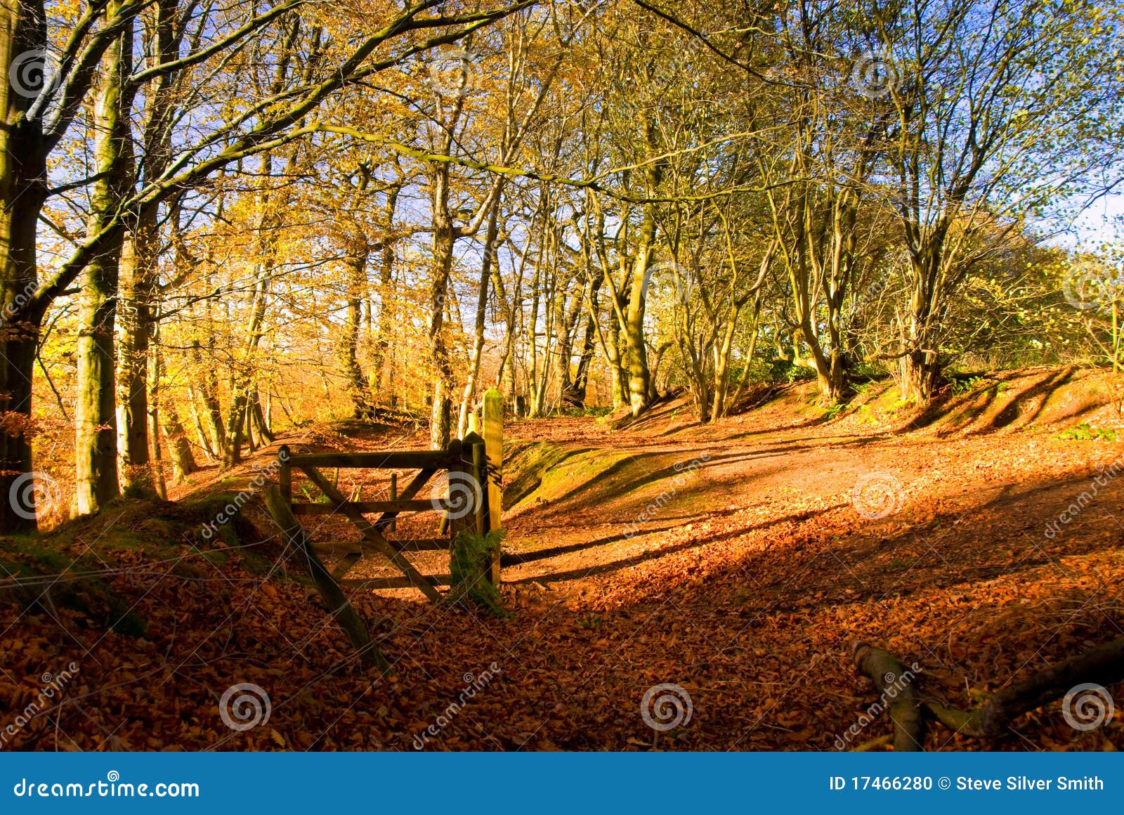 Gate in autumnal woods stock photo. Image of staffordshire - 17466280