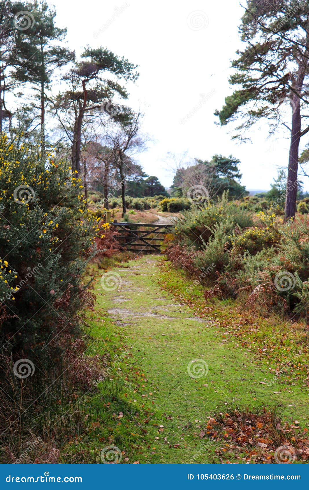 Gate at End of Path in Forest Stock Photo - Image of blue, yellow ...