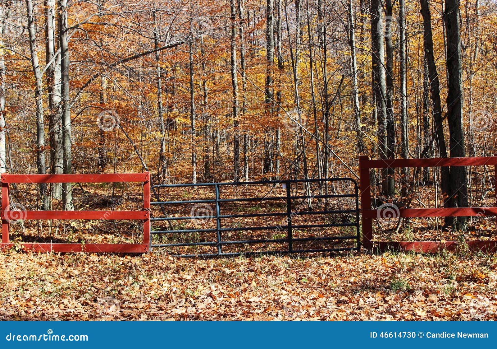 Gate Entering Woods in Fall Stock Photo - Image of forest, gate: 46614730