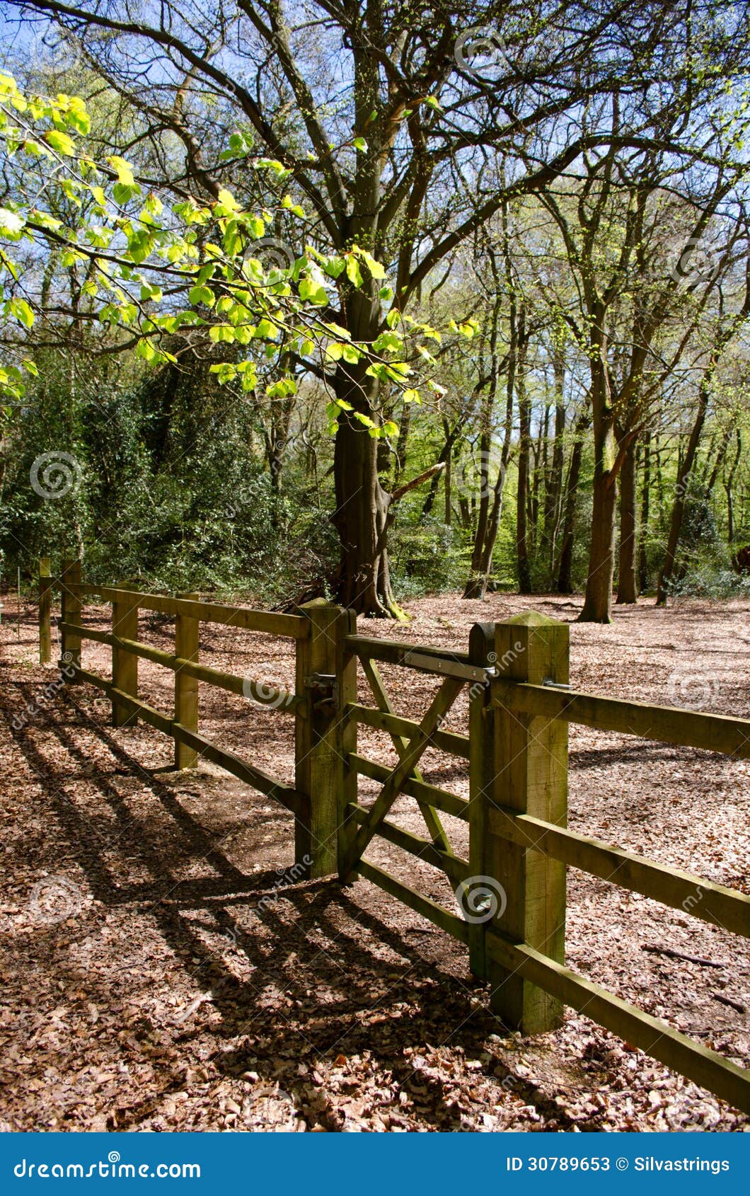 Gate and Fence in Forest Setting Stock Image - Image of journey, fence ...