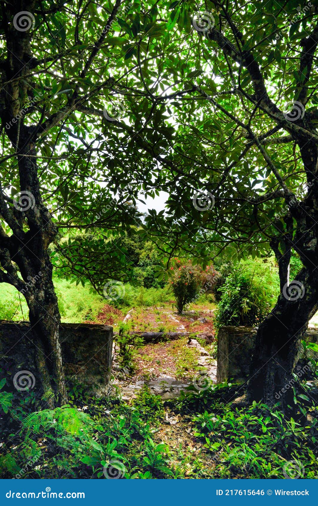 Gate in the Forest with a Little Wall and Two Trees on Side To the ...