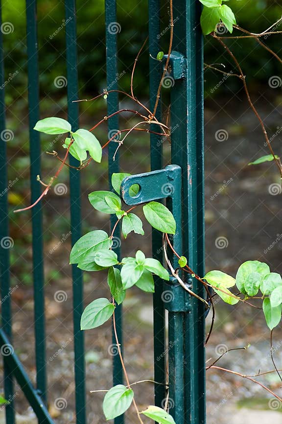 Gate with Ivy stock photo. Image of grow, metal, detail - 1158990