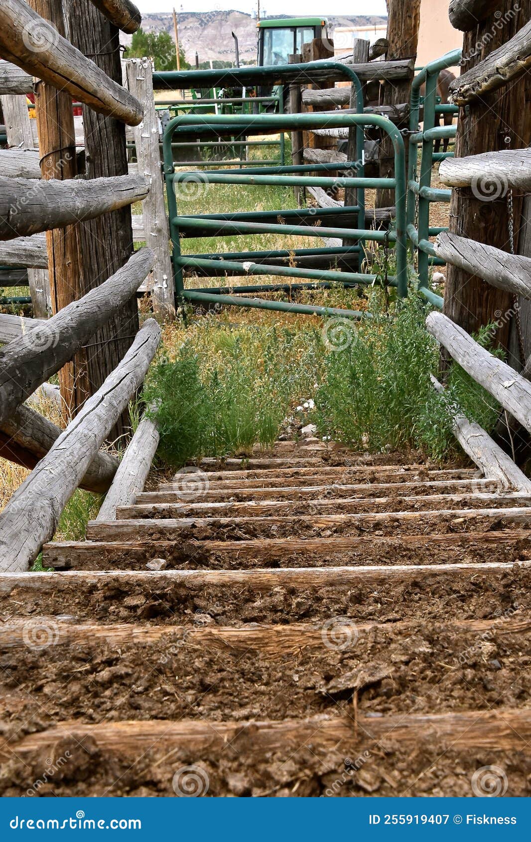 Gate and Loading Ramp Leading Out of a Corral Stock Image - Image of ...