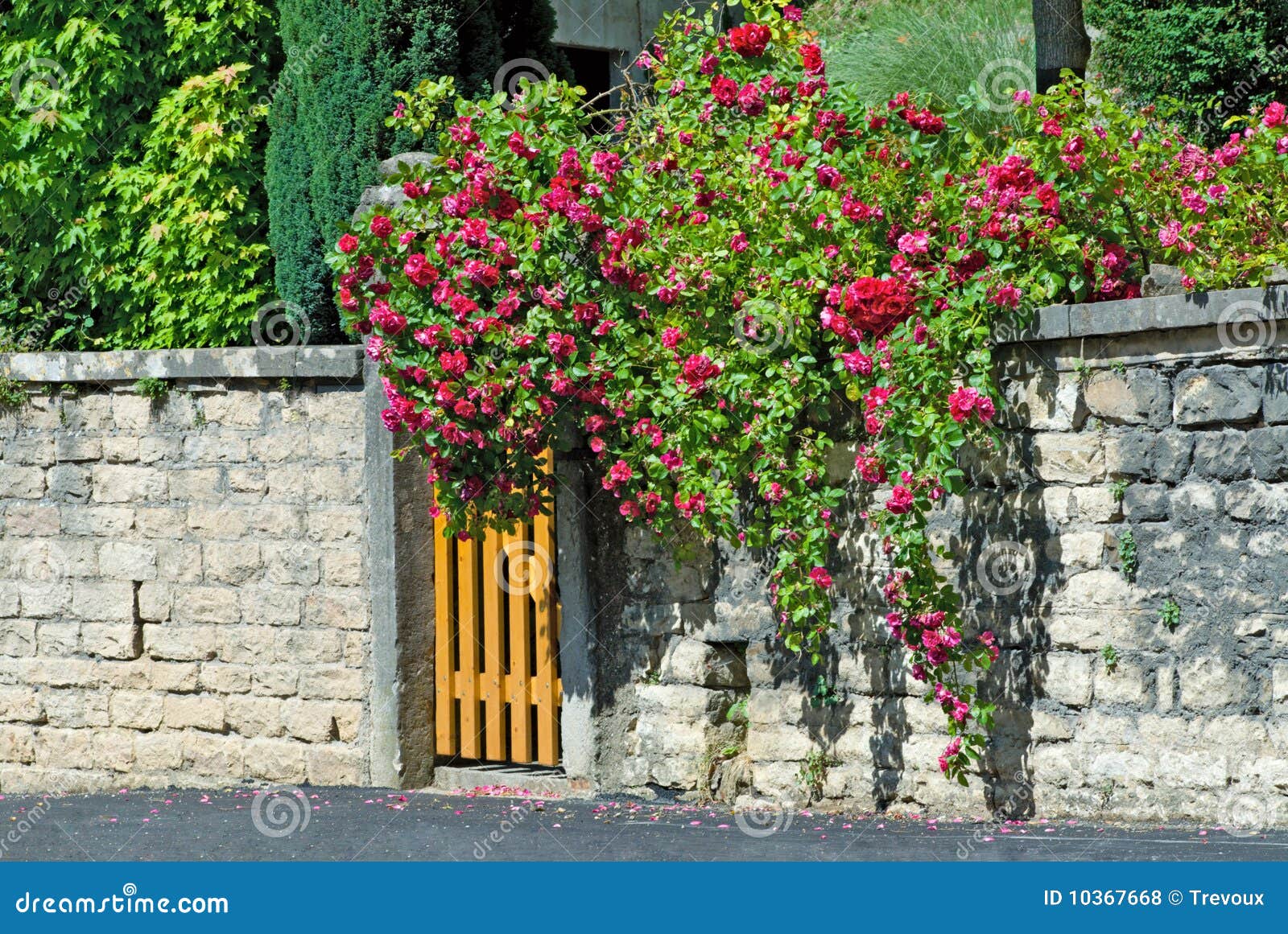 The gate with a rose bush stock photo. Image of real - 10367668