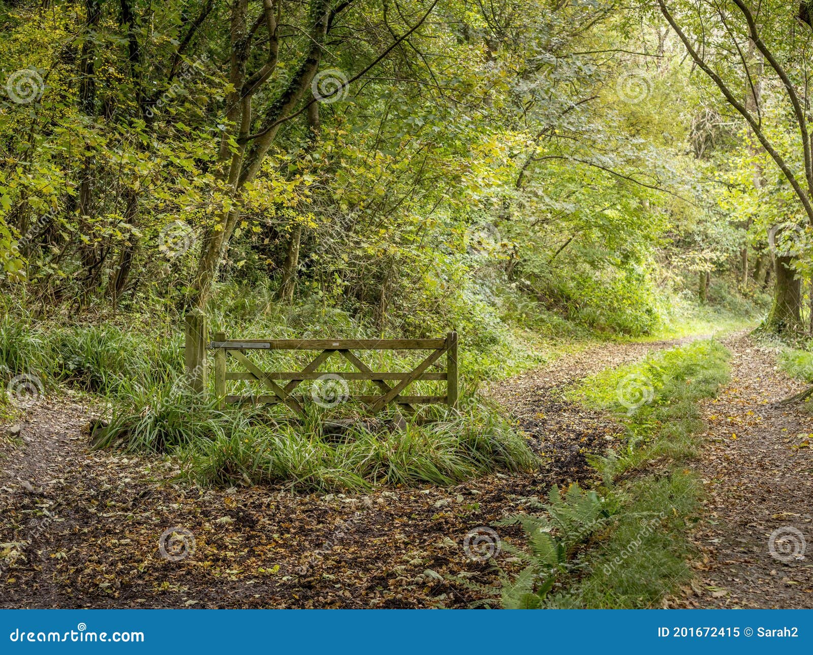 Gate in Woodland with Path Going Round it. Difficulty Concept. Stock ...