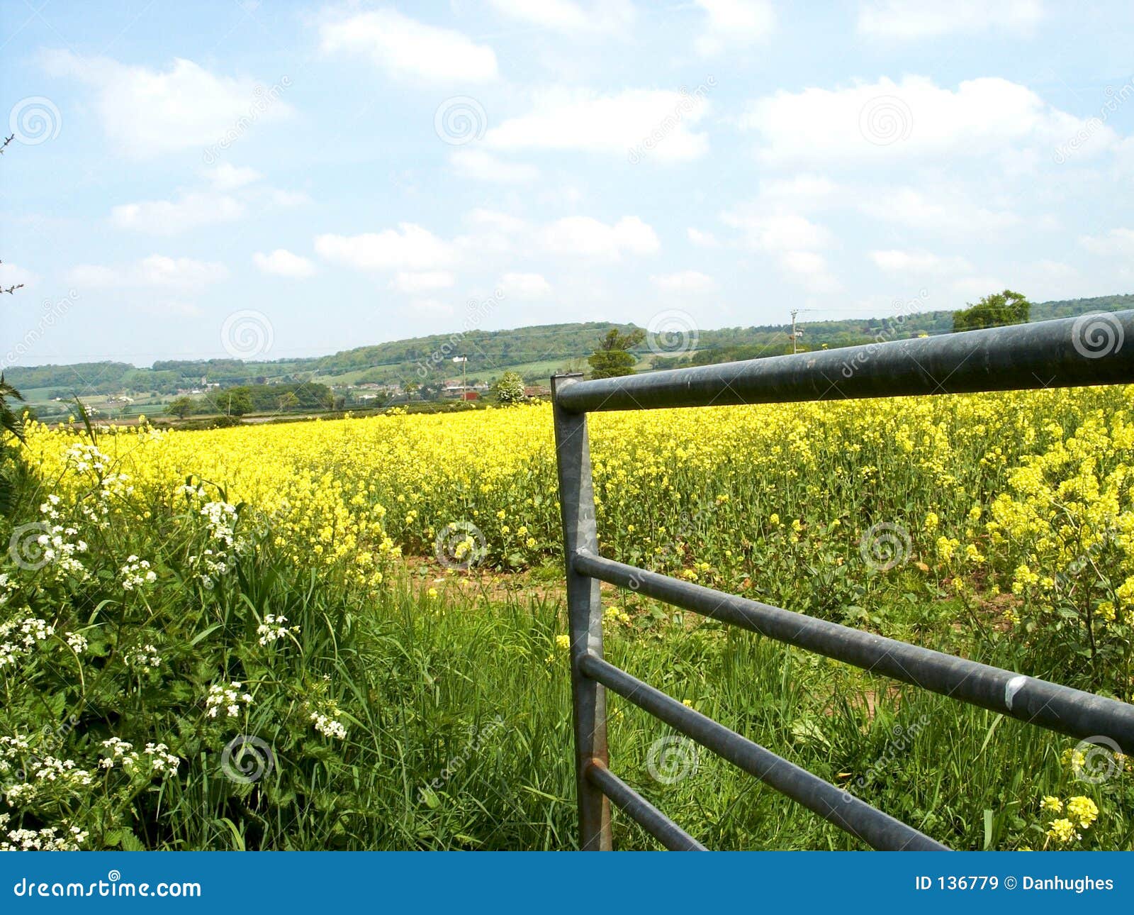 Gate & Yellow field stock image. Image of england, agriculture - 136779