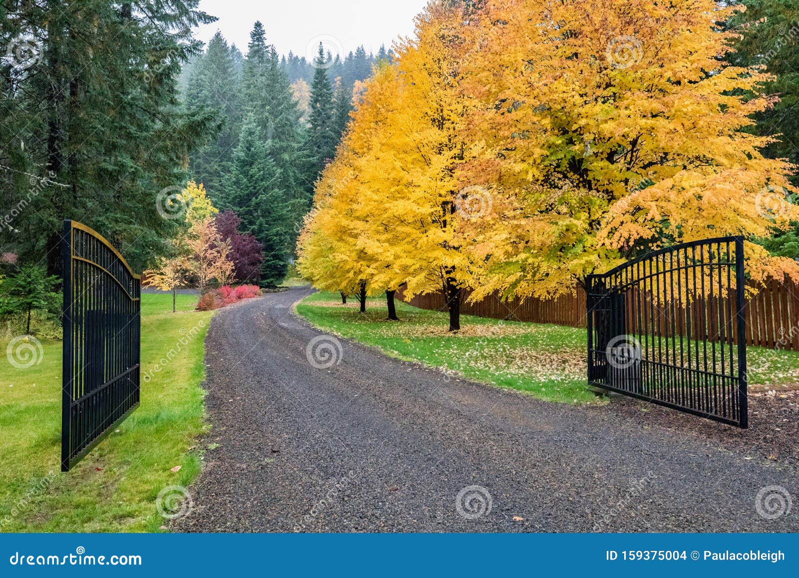A Gated Driveway Lined with Maple Trees in Autumn Fall Stock Photo ...