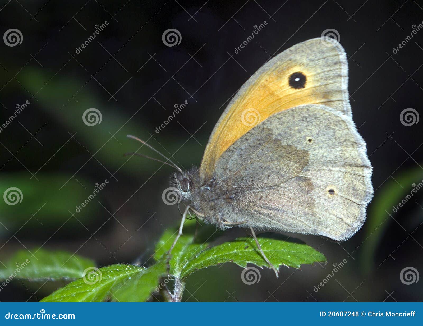 Gatekeeper Butterfly stock photo. Image of pyronia, animal - 20607248