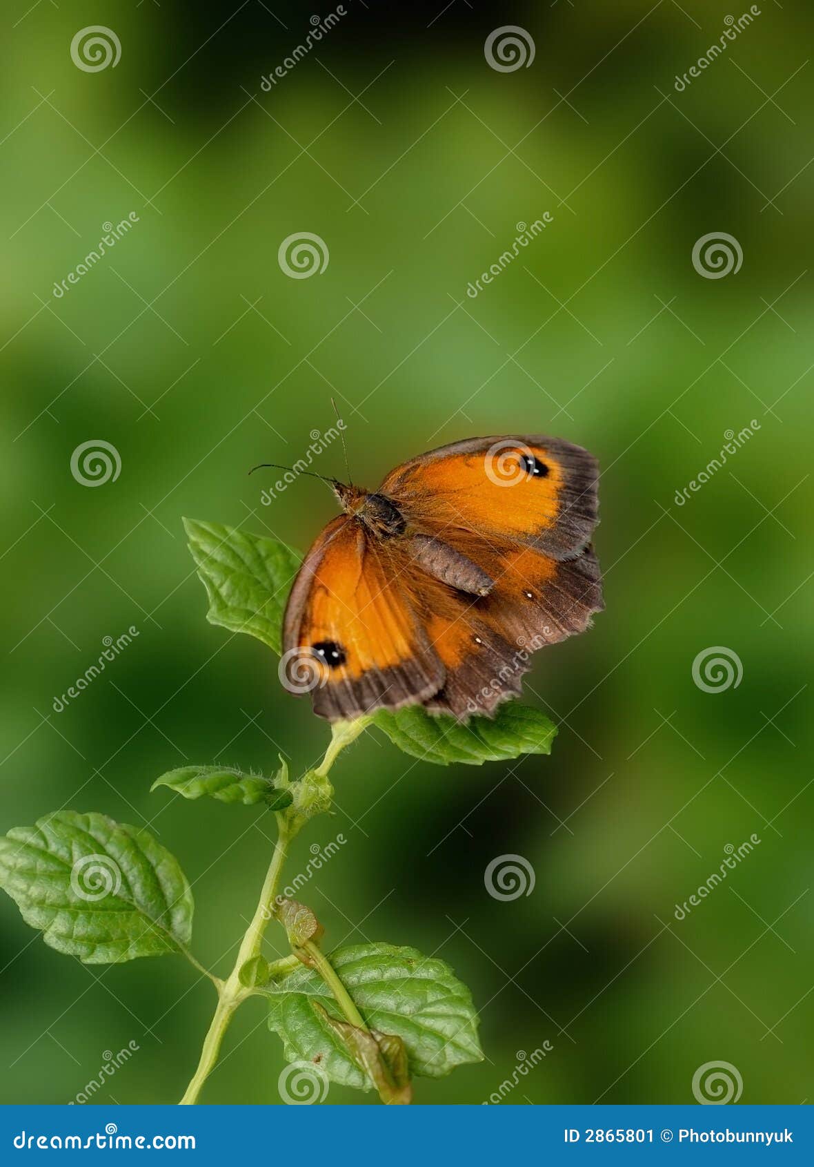 Gatekeeper Butterfly stock image. Image of animal, delicate - 2865801