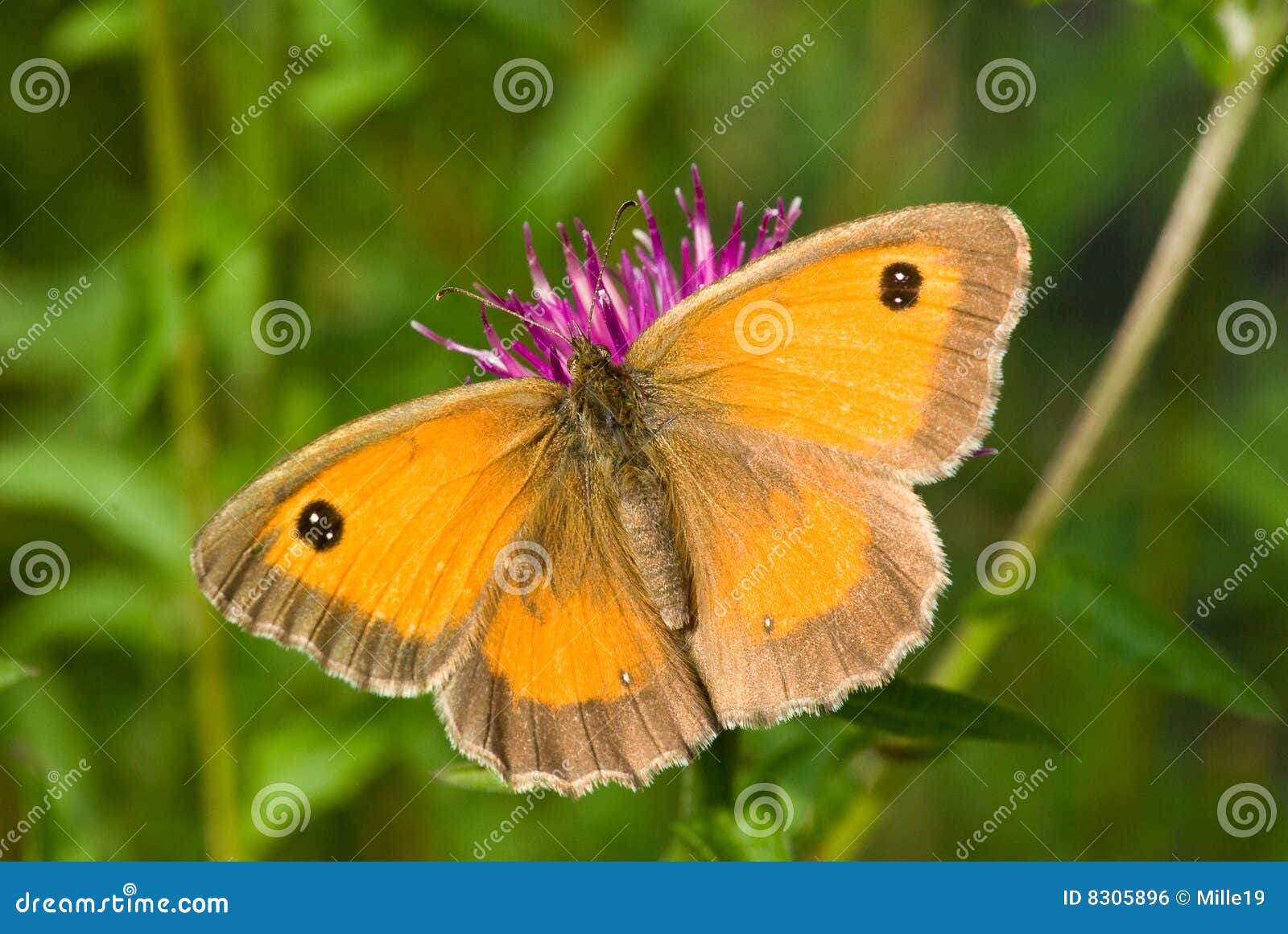 Gatekeeper Butterfly stock photo. Image of pyronia, insect - 8305896