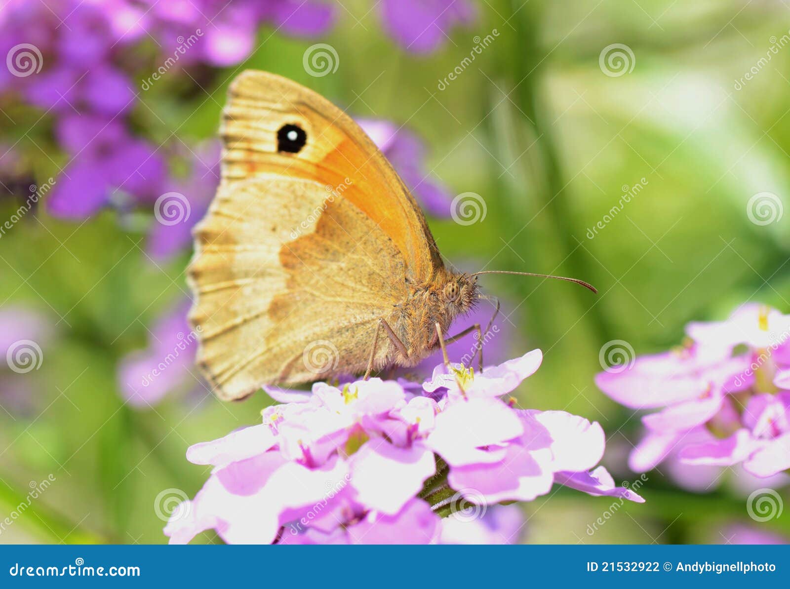 Gatekeeper Butterfly (Pyronia Tithonus) Stock Photo - Image of pyronia ...