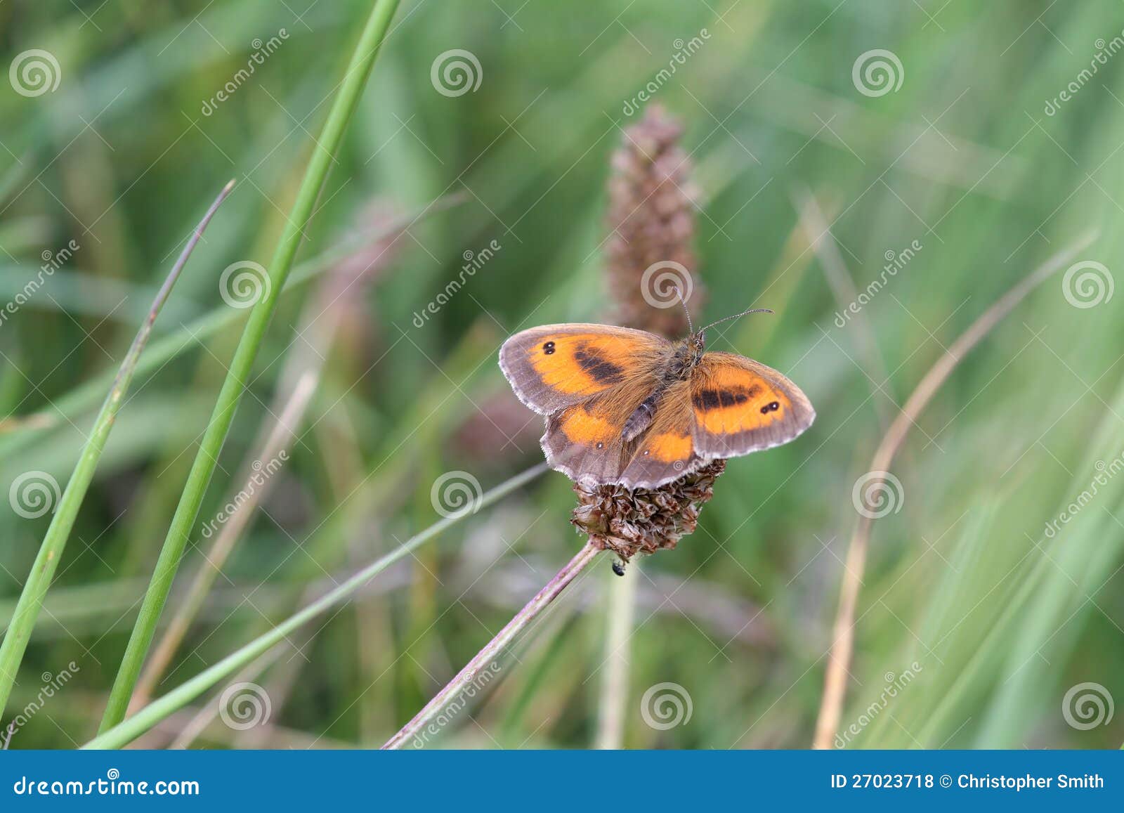 Gatekeeper Butterfly (Pyronia Tithonus) Stock Photo - Image of flower ...