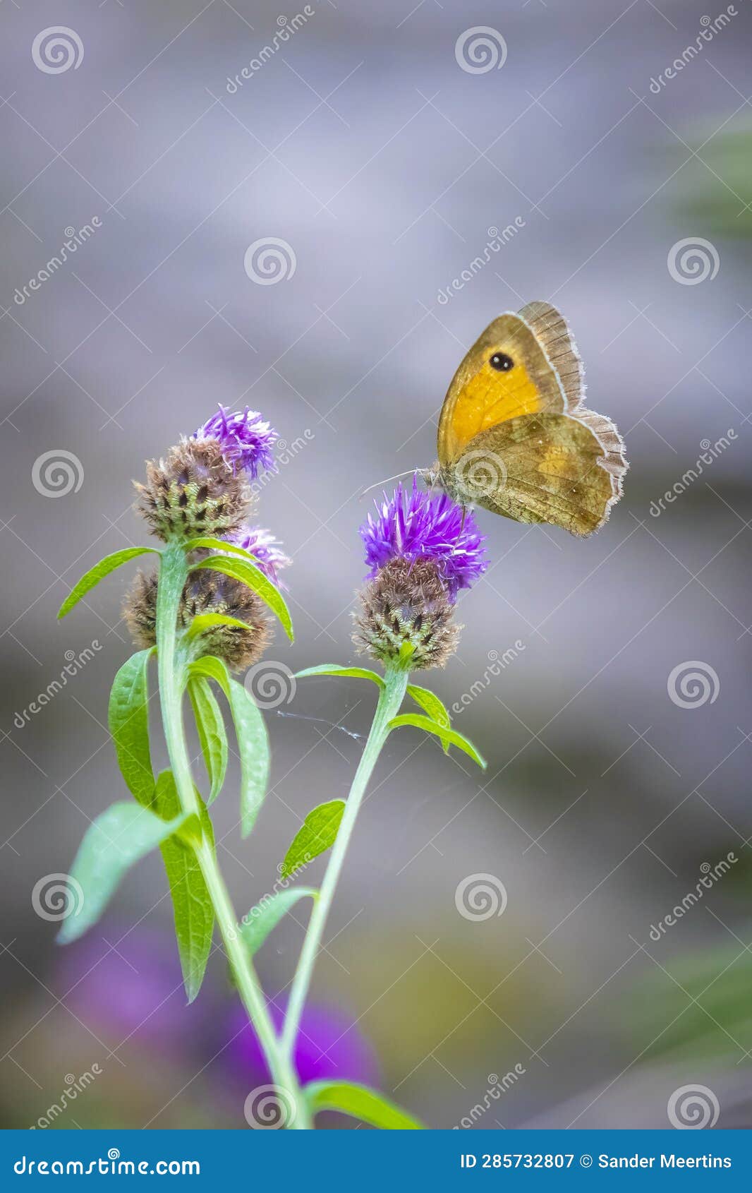 Gatekeeper Butterfly, Pyronia Tithonus, Open Wings Top View Stock Image ...
