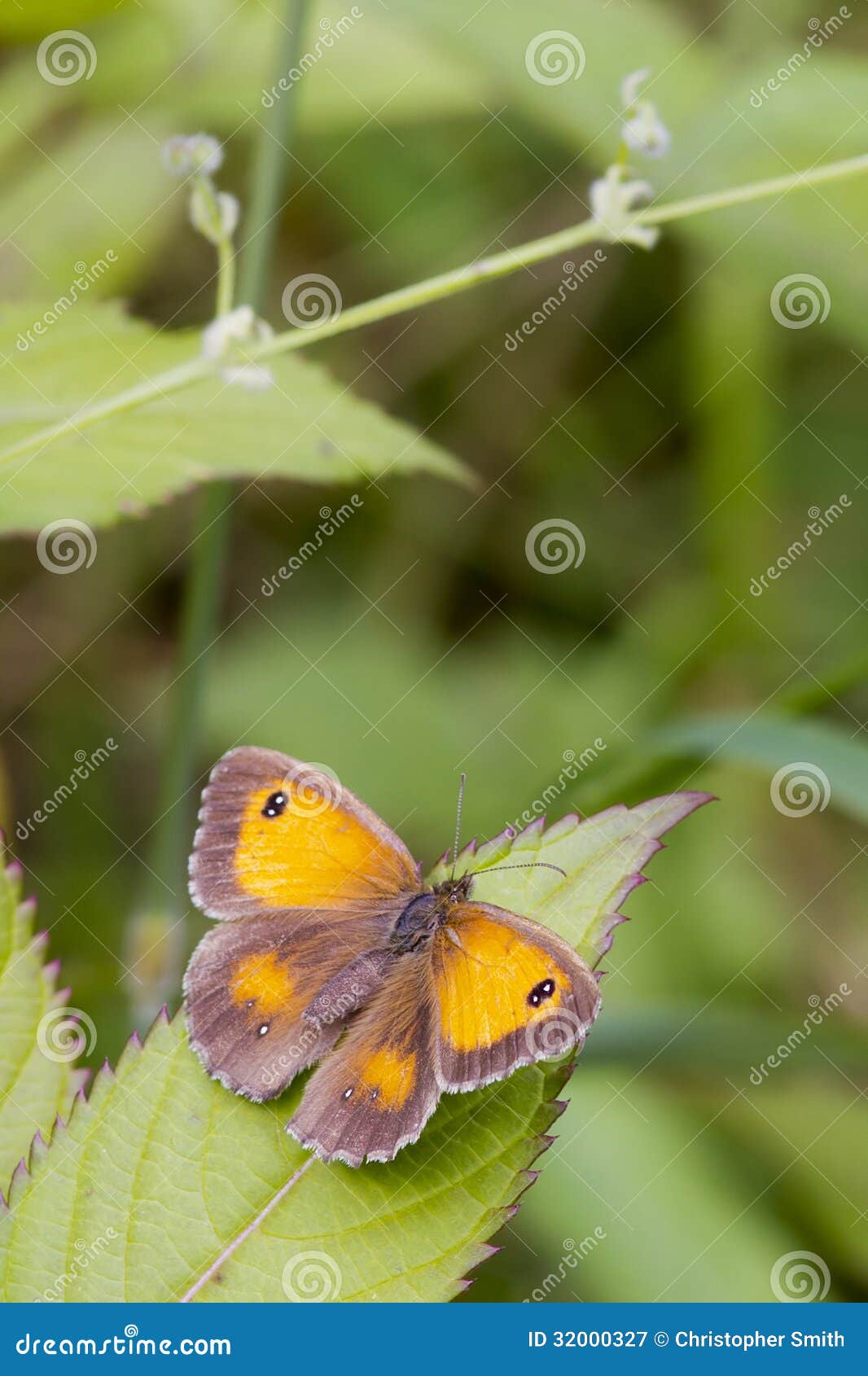 Gatekeeper Butterfly (Pyronia Tithonus) Stock Image - Image of ...