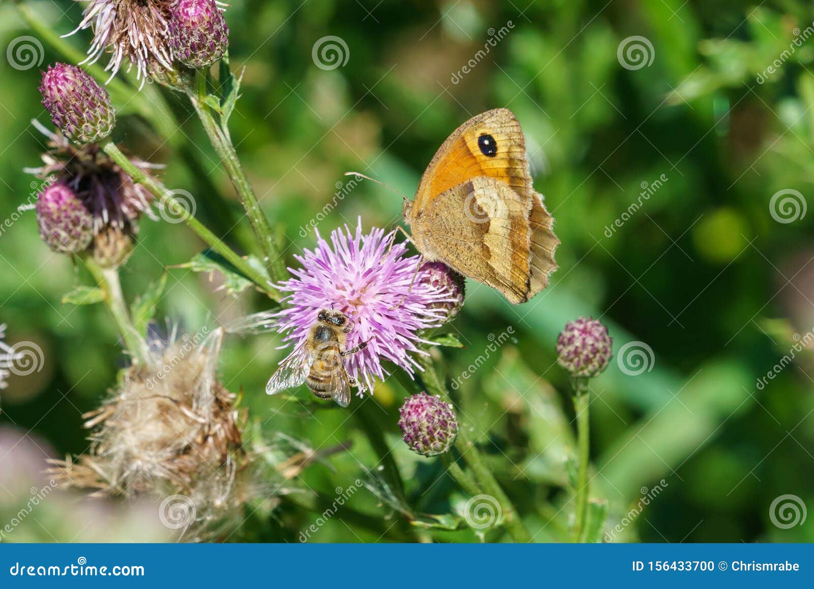Gatekeeper Butterfly (Pyronia Tithonus), Taken in the UK Stock Photo ...