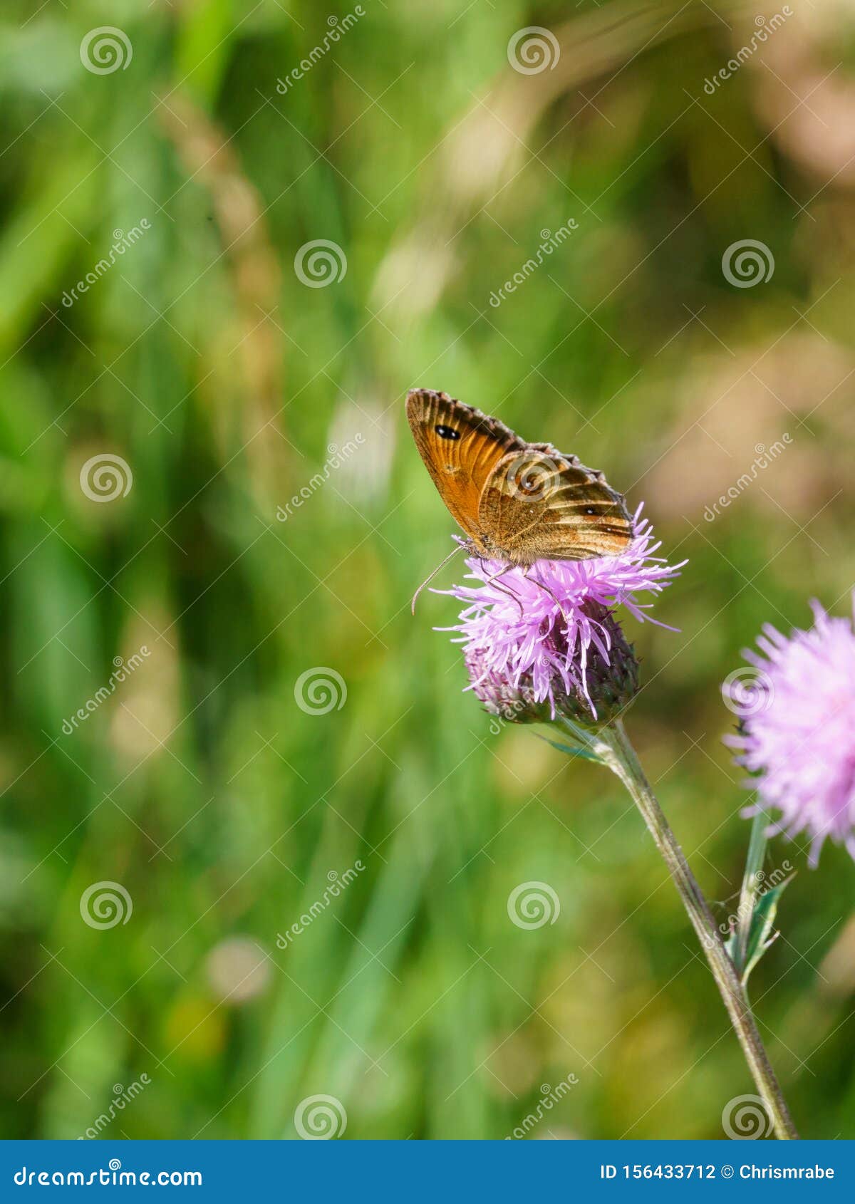 Gatekeeper Butterfly (Pyronia Tithonus), Taken in the UK Stock Photo ...