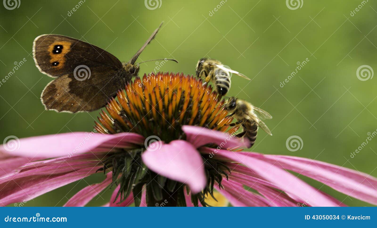 Gatekeeper Butterfly and Two Bees Stock Photo - Image of wings, green ...
