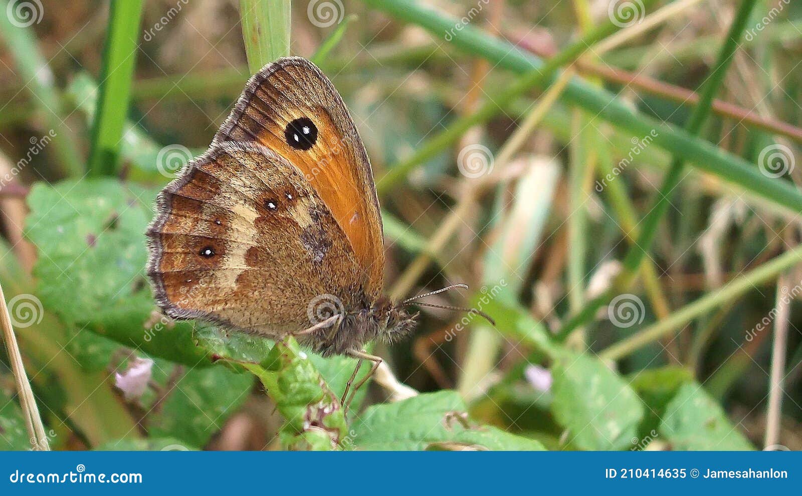 Gatekeeper or Hedge Brown Pyronia Tithonus Stock Image - Image of ...