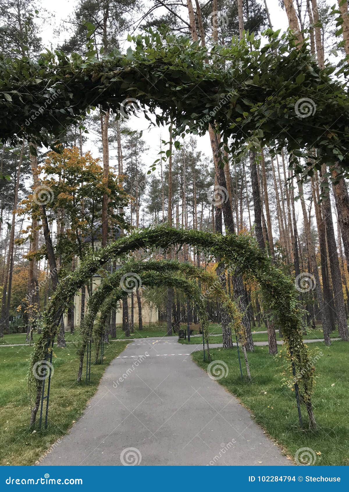 A Row of Gates Covered in Green and Foliage Stock Photo - Image of ...